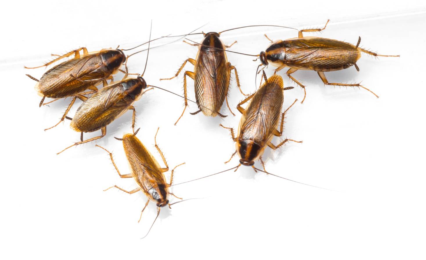 The best cockroach killers from the USA☝️Effective roach killer ️